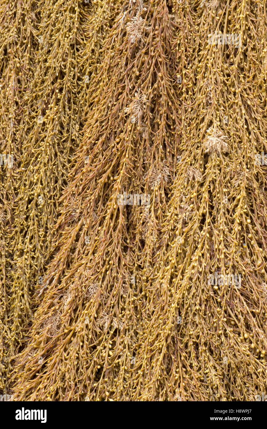 Japanese wireweed. Bretagne, Côtes-d'Armor, Pleubian. France ...