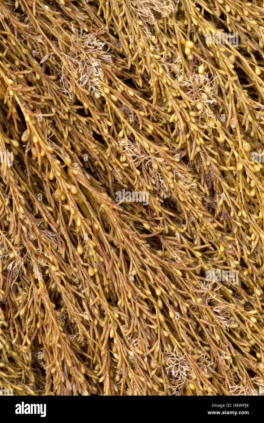 Japanese wireweed. Bretagne, Côtes-d'Armor, Pleubian. France ...