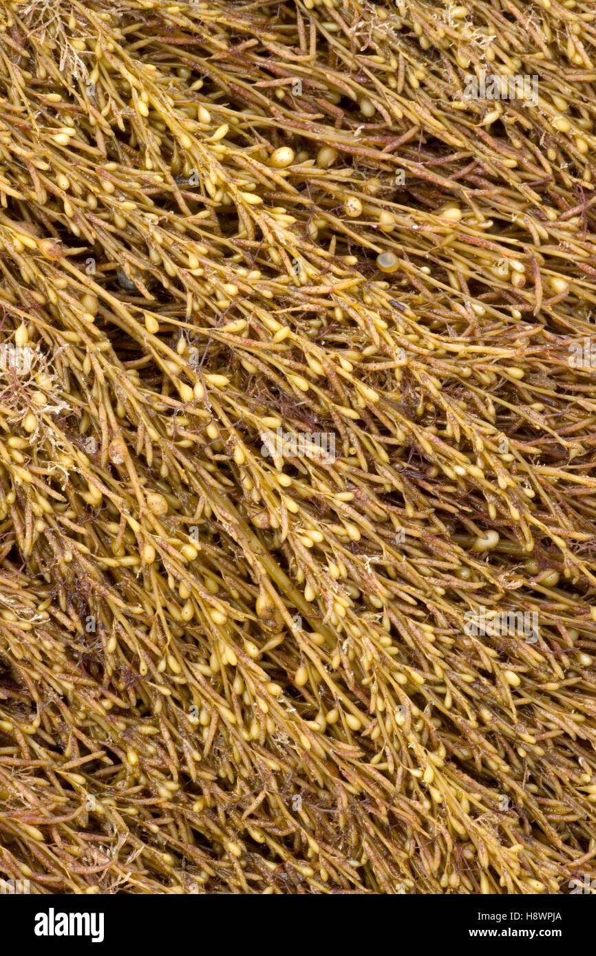 Japanese wireweed. Bretagne, Côtes-d'Armor, Pleubian. France ...