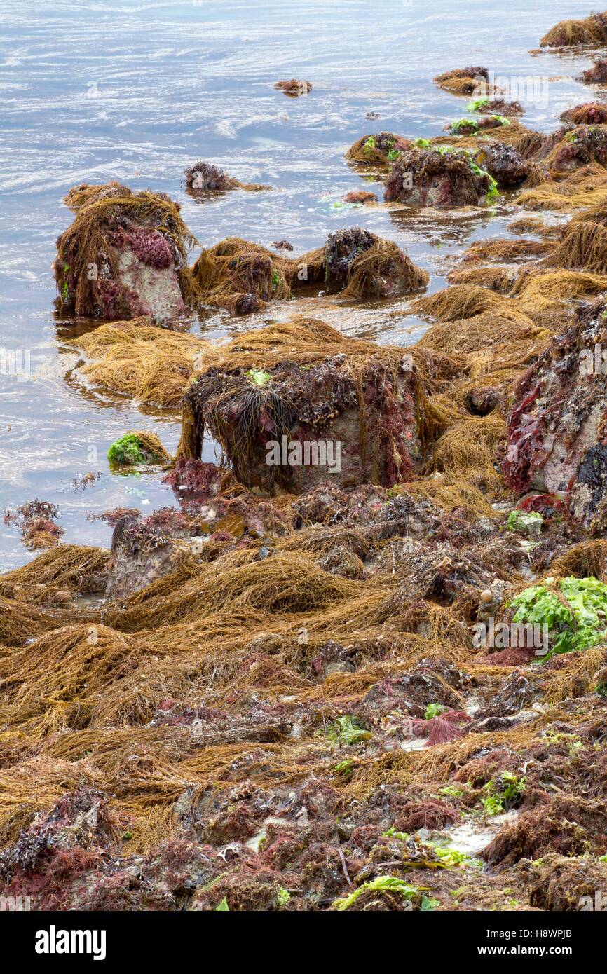 Japanese wireweed. Bretagne, Côtes-d'Armor, Pleubian. France ...
