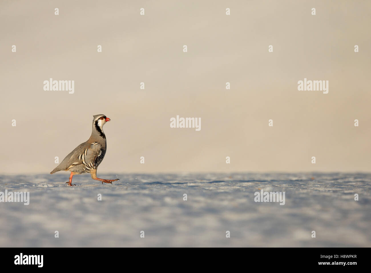 Rock Partridge ( Alectoris graeca ) on snow , Alps, Switzerland Stock ...