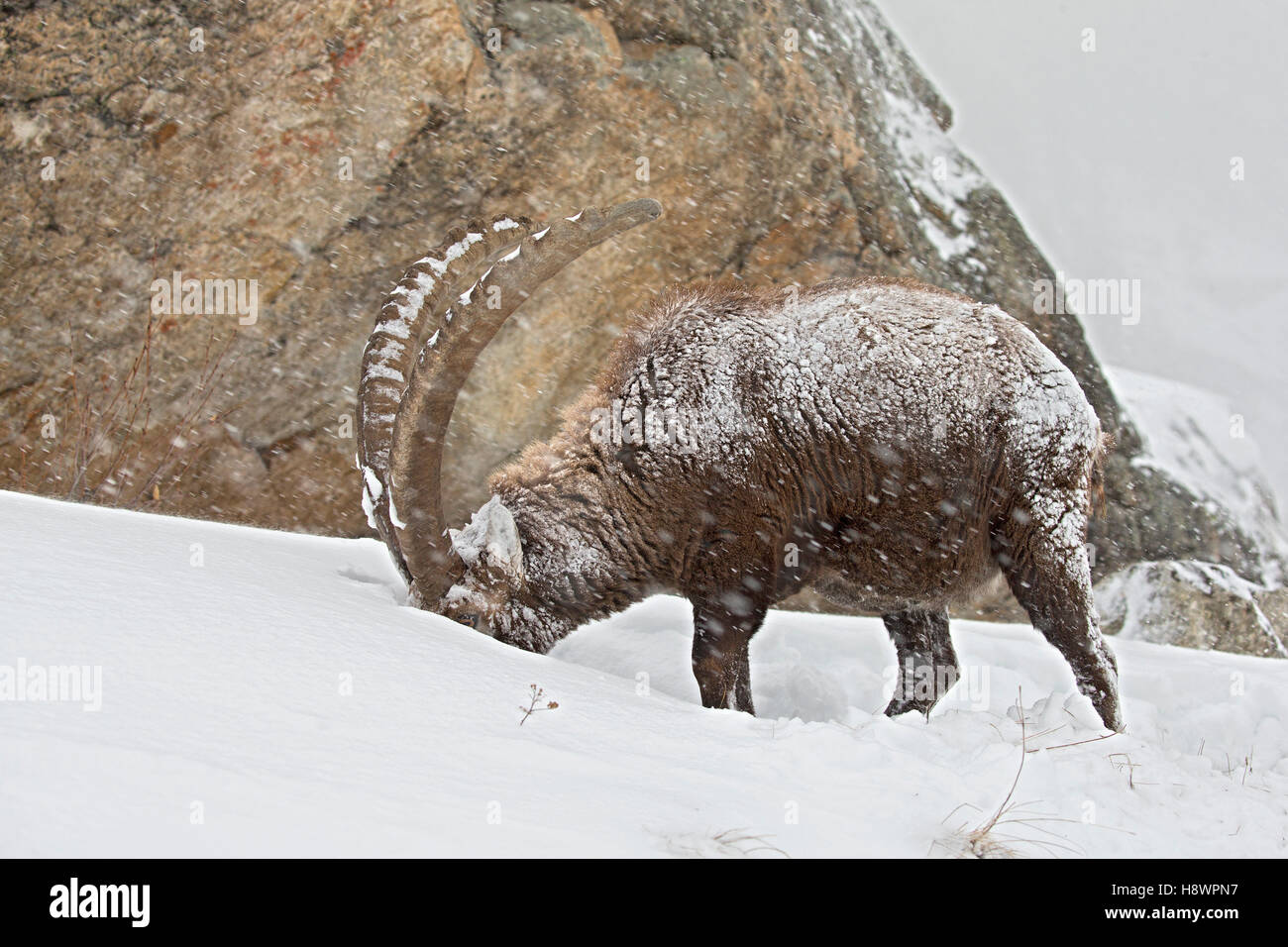 Alpine ibex ( Capra ibex) male eating in the snow, Alps, Italy Stock ...