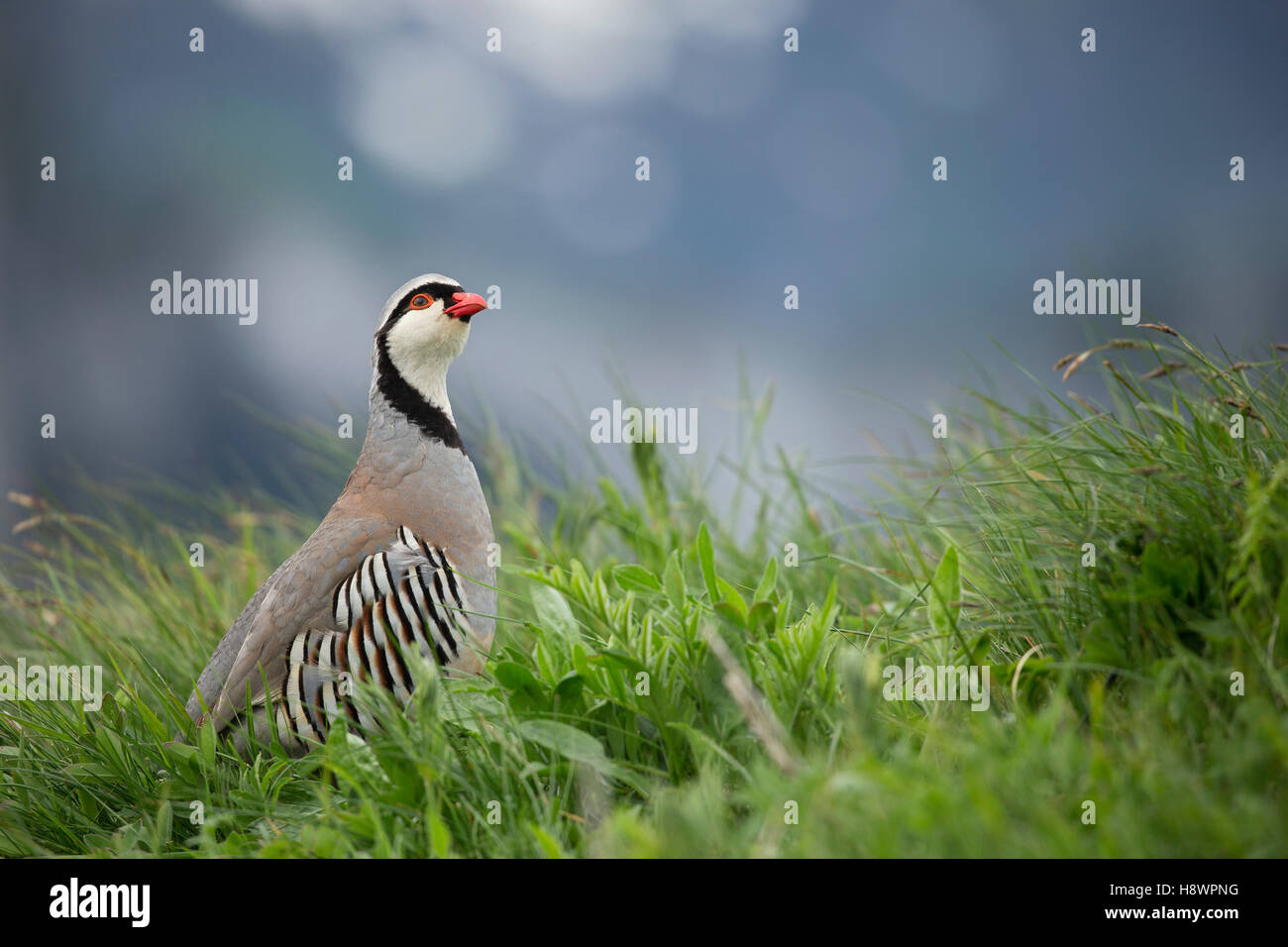 Rock Partridge ( Alectoris graeca ) on grass , Alps, Switzerland Stock ...