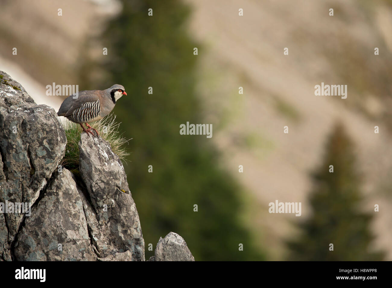 Rock Partridge ( Alectoris graeca ) on rock , Alps, Switzerland Stock ...