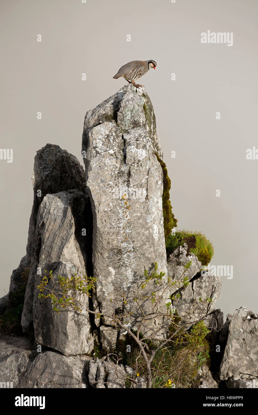 Rock Partridge ( Alectoris graeca ) on rock , Alps, Switzerland Stock ...