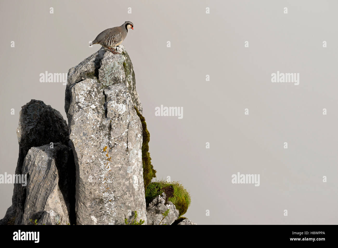 Rock Partridge ( Alectoris graeca ) on rock , Alps, Switzerland Stock ...
