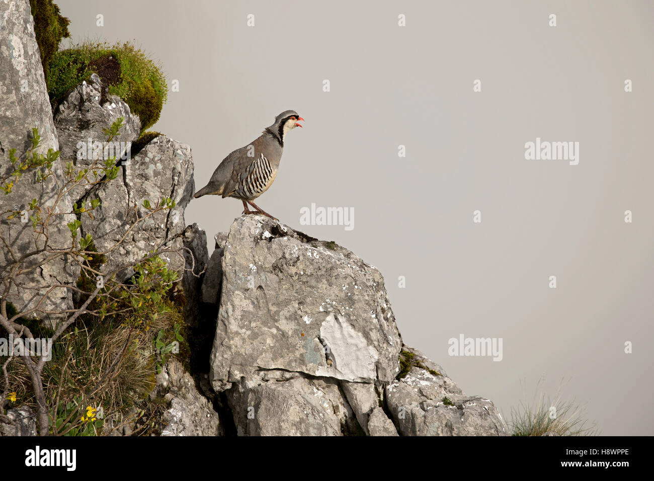 Rock Partridge ( Alectoris graeca ) on rock , Alps, Switzerland Stock ...