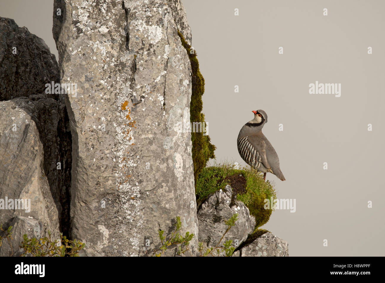 Rock Partridge ( Alectoris graeca ) on rock , Alps, Switzerland Stock ...