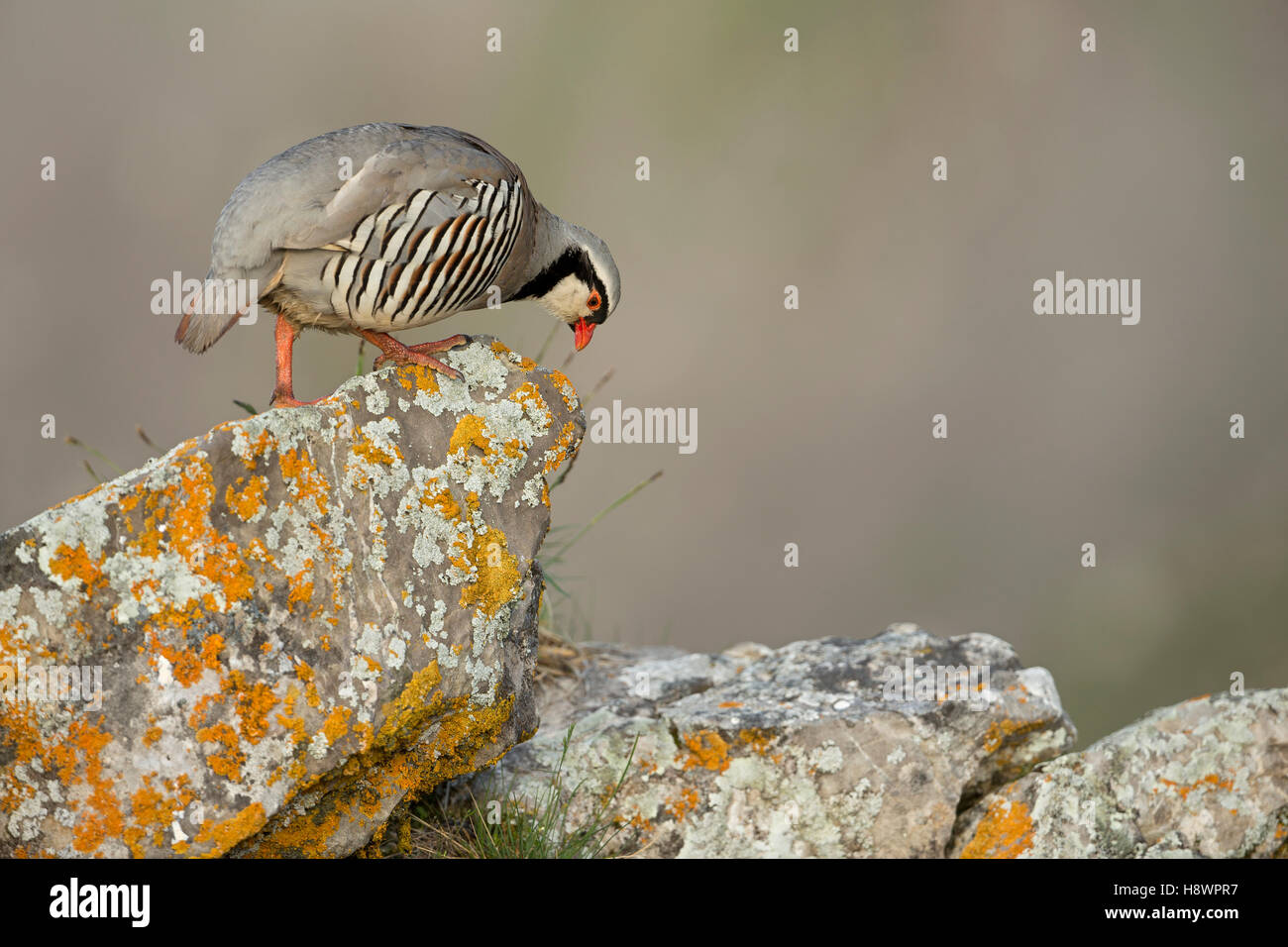 Rock Partridge ( Alectoris graeca ) on rock , Alps, Switzerland Stock ...