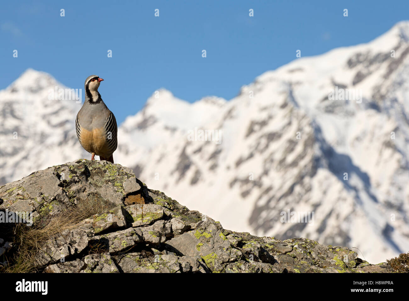 Rock Partridge ( Alectoris graeca ) on rock, Southern Alps, France ...
