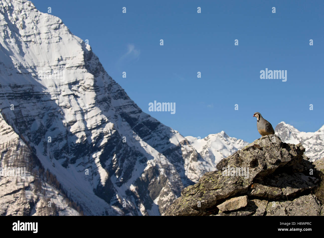 Rock Partridge ( Alectoris graeca ) on rock, Southern Alps, France ...