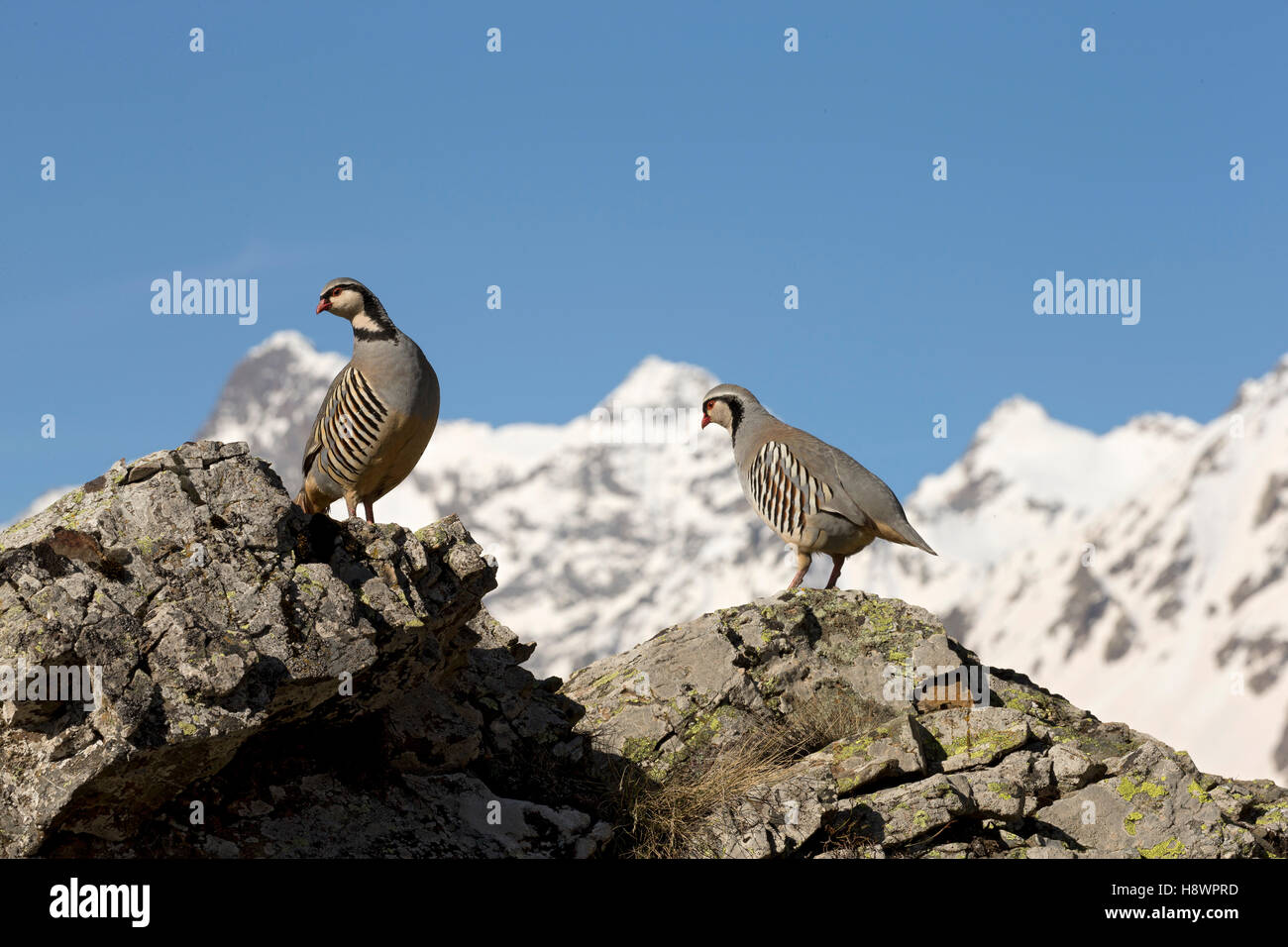 Rock Partridge ( Alectoris graeca ) on rock, Southern Alps, France ...