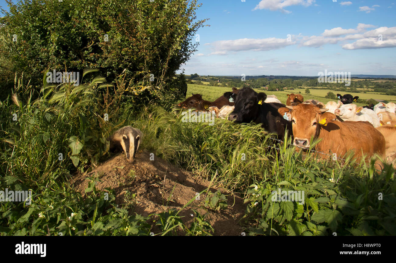 Badger (Meles meles) Badger and cattle near an edge, England, Summer ...