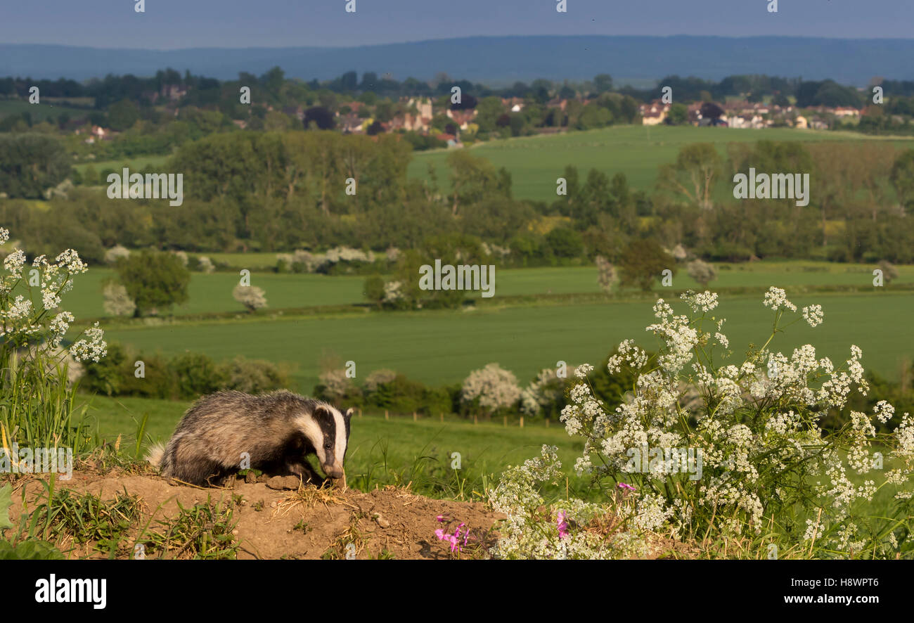 Badger (Meles meles) Badger looking for food, England, Spring Stock ...