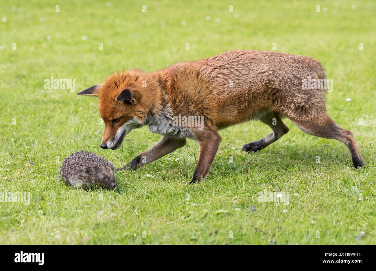 Red fox (Vulpes vulpes and Hedgehogs, (Erinaceus europaeus), fox ...