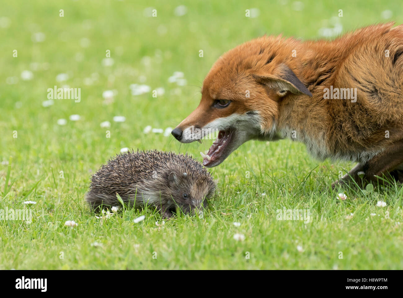Hedgehog And Fox