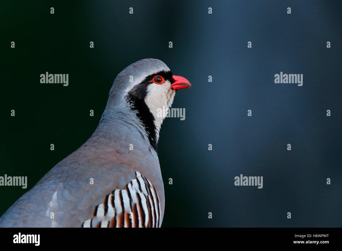 Portrait of Rock Partridge (Alectoris graeca), Alps, Switzerland Stock ...