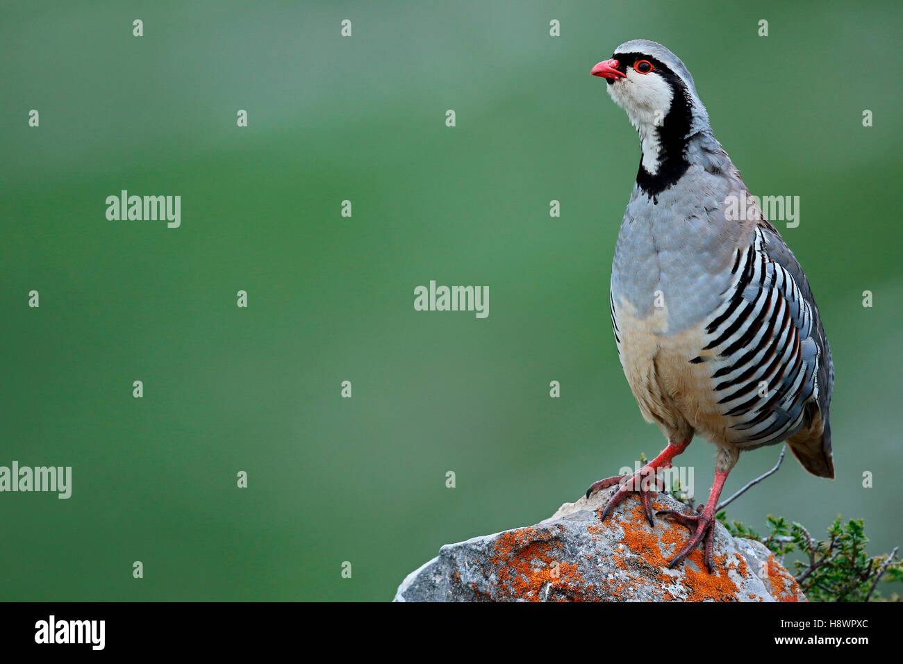 Rock Partridge (Alectoris graeca) on rock, Alps, Switzerland Stock ...