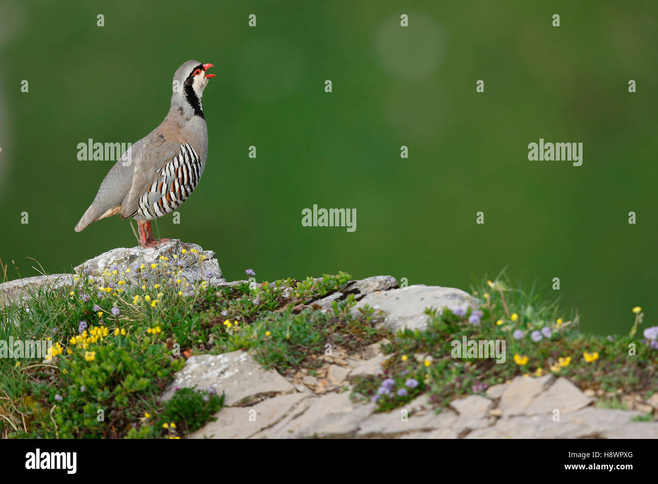 Rock Partridge (Alectoris graeca) on rock, Alps, Switzerland Stock ...