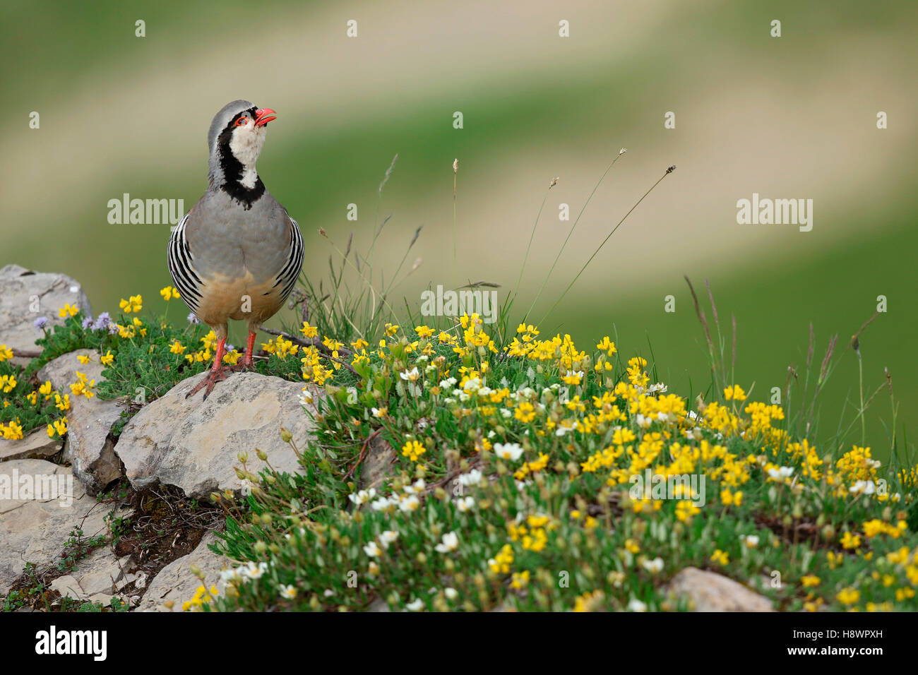 Rock Partridge (Alectoris graeca) on rock, Alps, Switzerland Stock ...