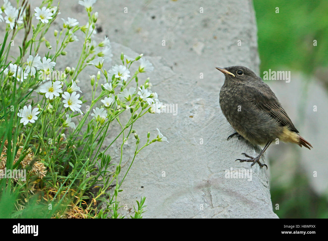 Young Common Redstart (Phoenicurus phoenicurus), Valais, Switzerland ...