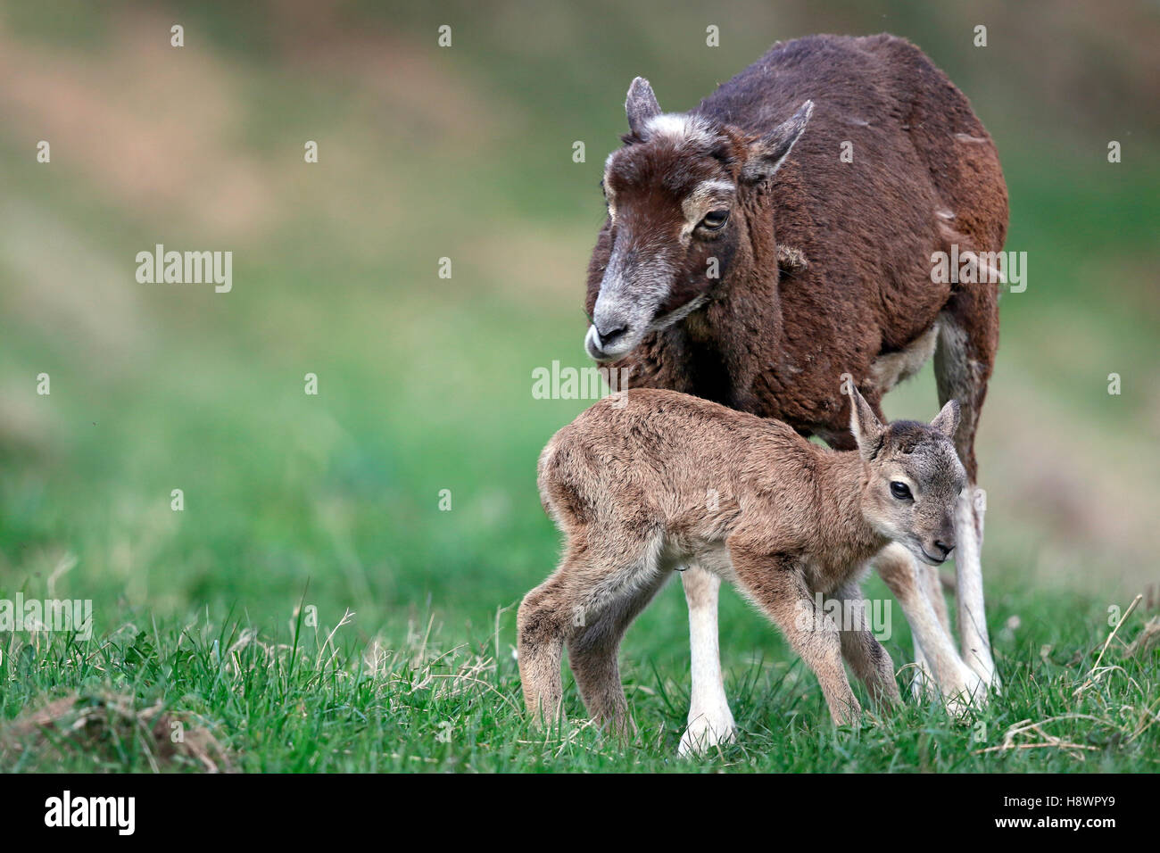 European mouflon (Ovis orientalis musimon) female and young, Valais Alps, Switzerland Stock ...