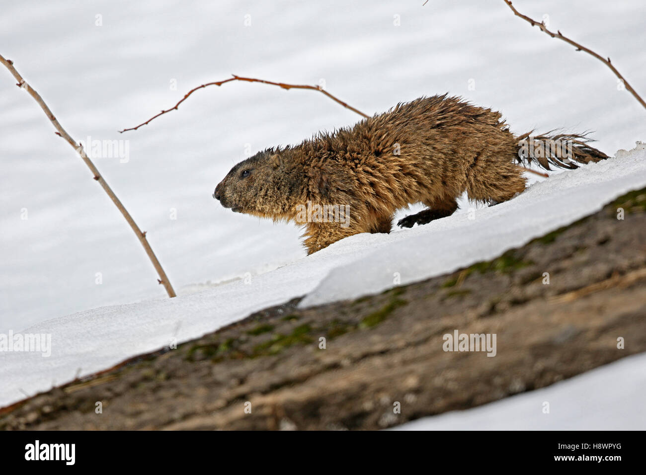 Alpine Marmot (Marmota Marmota) output hibernation. Alps, Switzerland Stock Photo - Alamy
