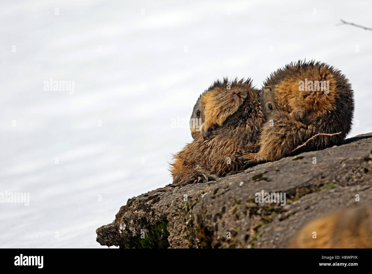 Alpine Marmots (Marmota Marmota) gromming output hibernation. Alps, Switzerland Stock Photo - Alamy