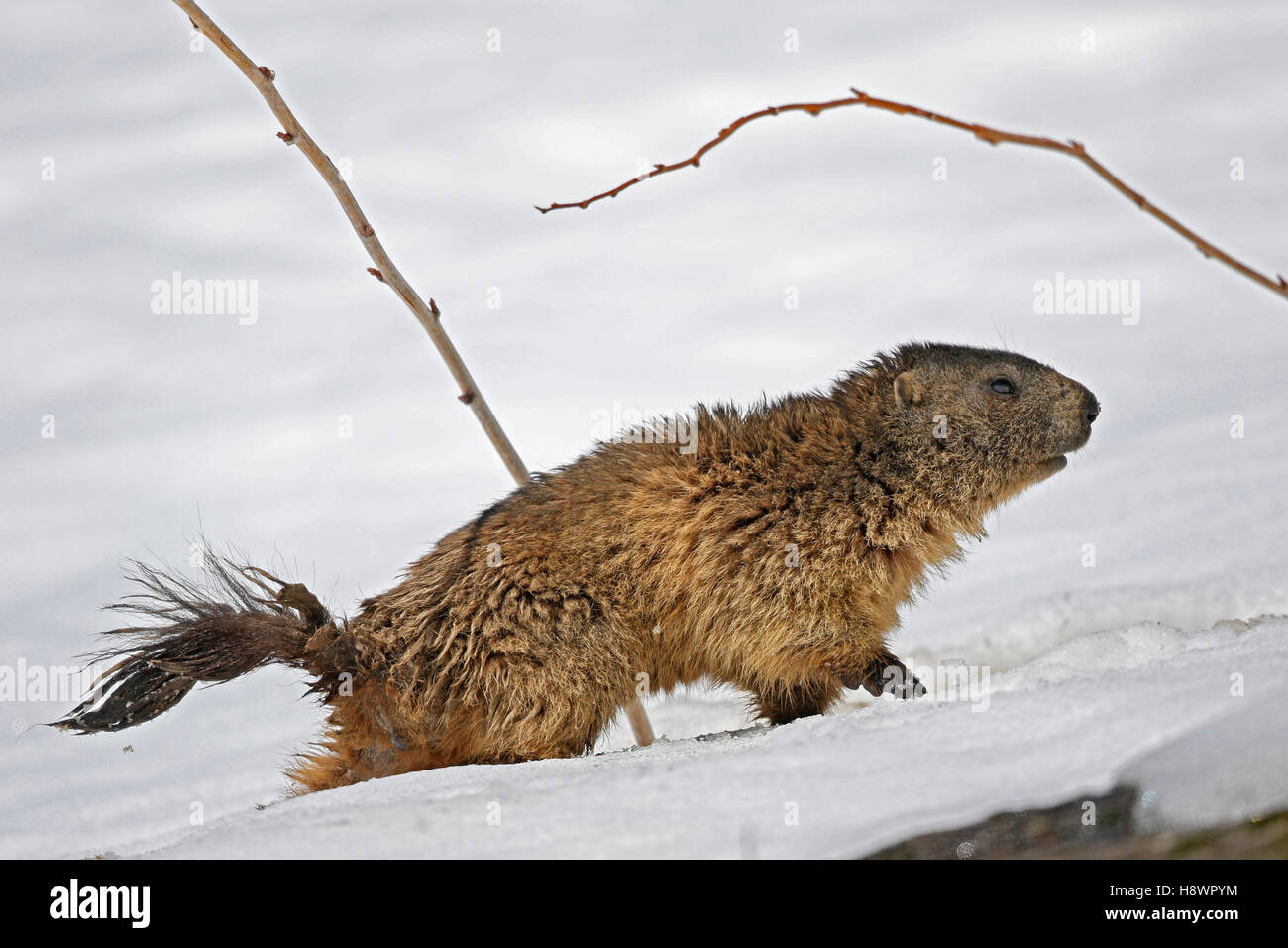 Red marmot hi-res stock photography and images - Alamy