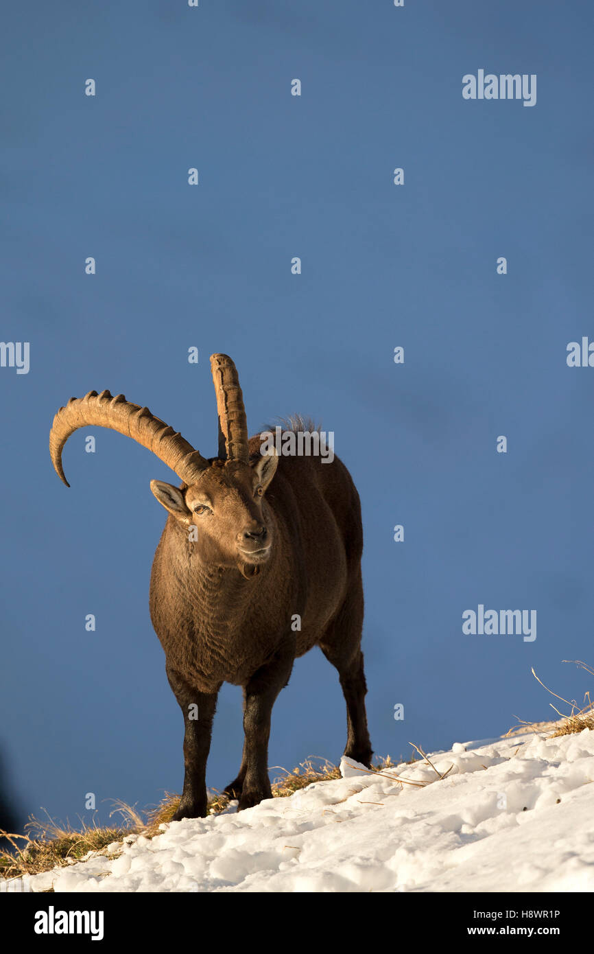 Alpine ibex (Capra ibex) male in rut, Valais Alps, Switzerland Stock ...