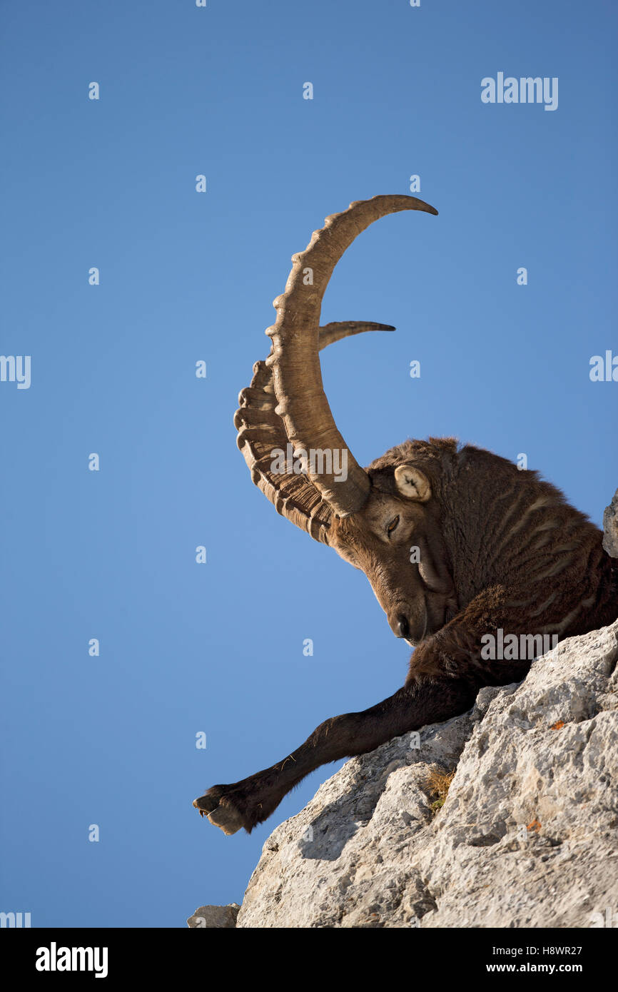 Alpine ibex (Capra ibex) male at rest, Valais Alps, Switzerland Stock ...