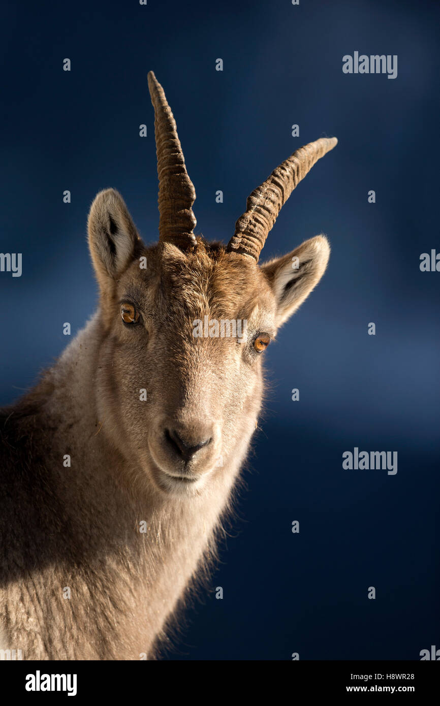 Portrait of Alpine ibex (Capra ibex) female, Valais Alps, Switzerland ...