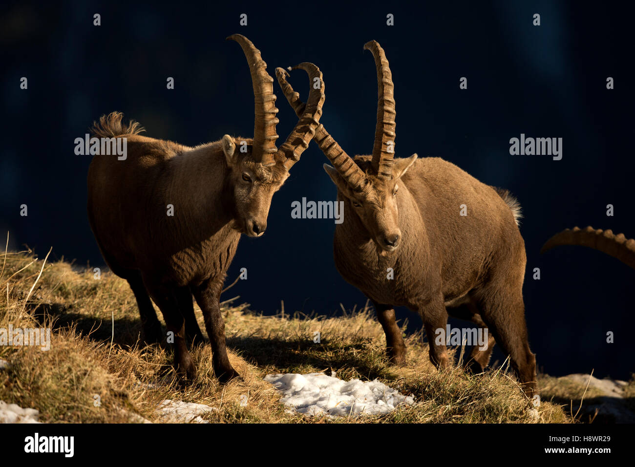Alpine ibex (Capra ibex) males fighting, Valais Alps, Switzerland Stock ...