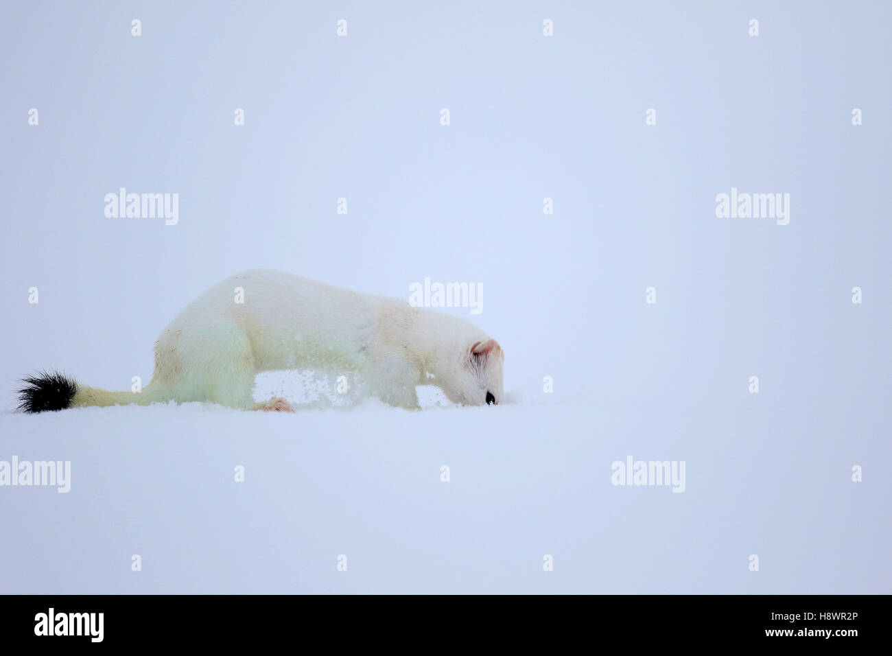 Ermine ( Mustela erminea ) in white coat of winter scratching on snow ...