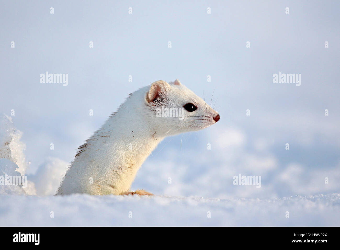 Portrait of Ermine ( Mustela erminea ) in white coat of winter on snow ...