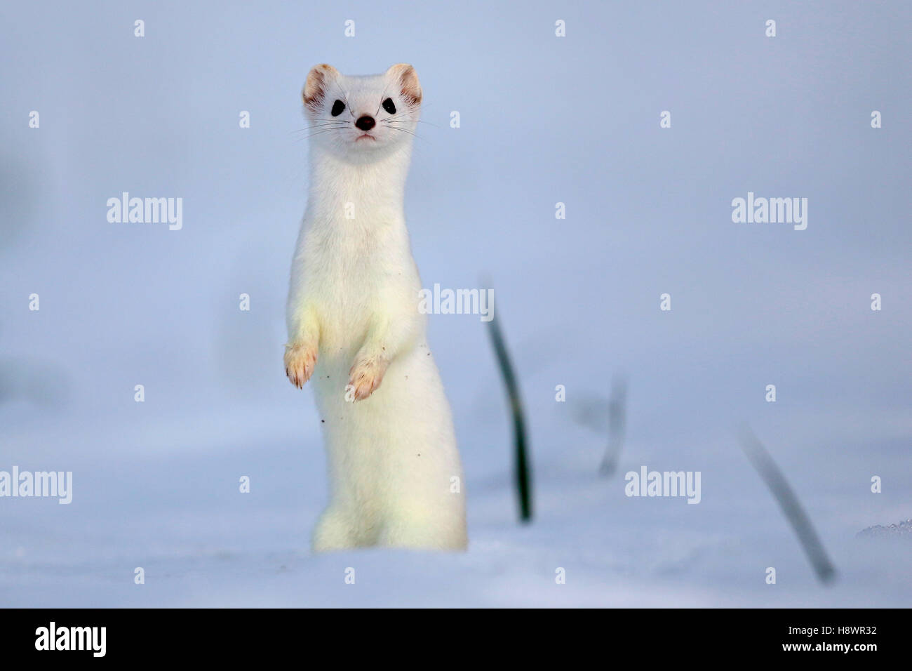 Ermine ( Mustela erminea ) in white coat of winter on snow, Prealps ...