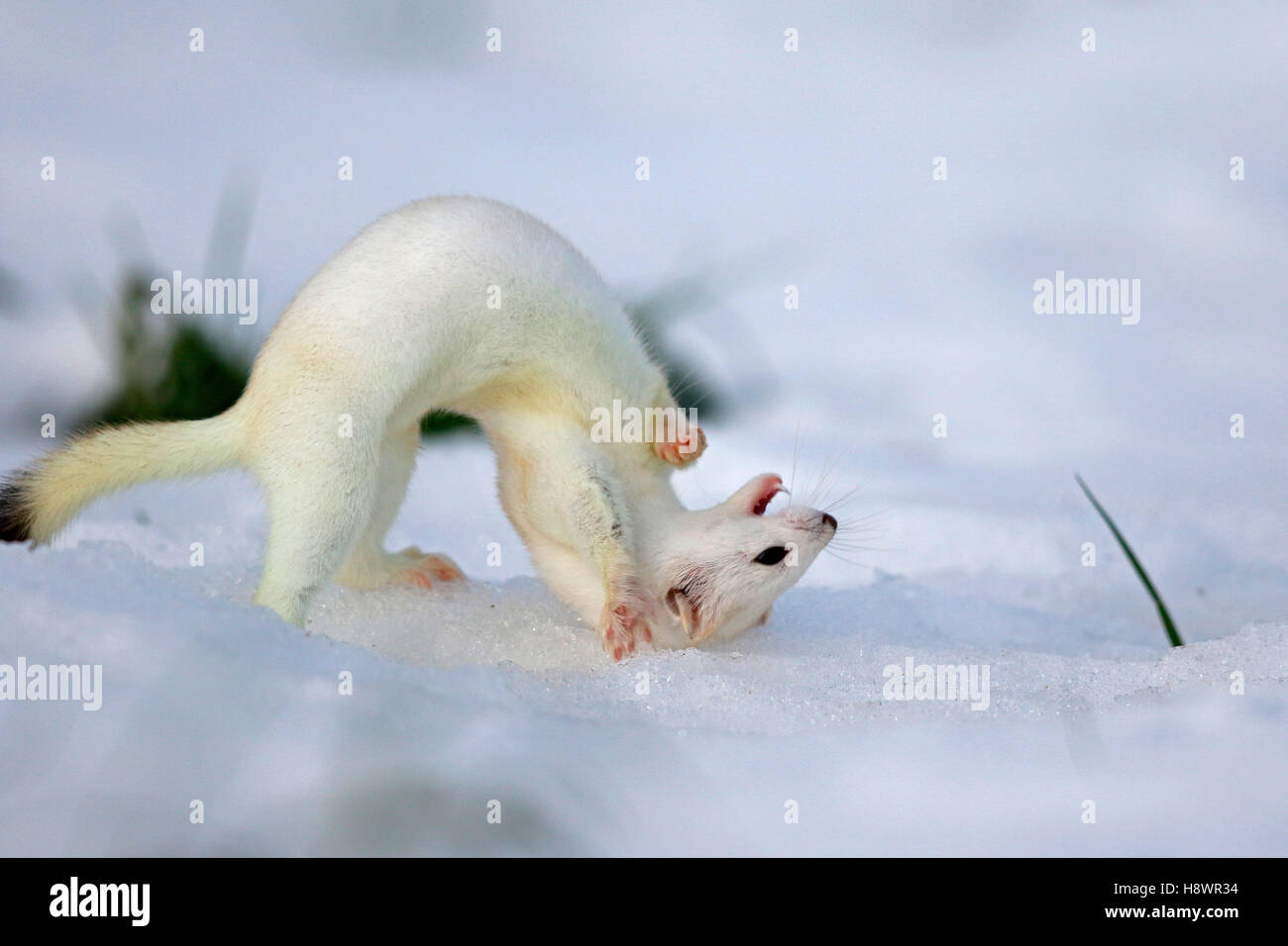 Ermine ( Mustela erminea ) in white coat of winter on snow, Prealps ...