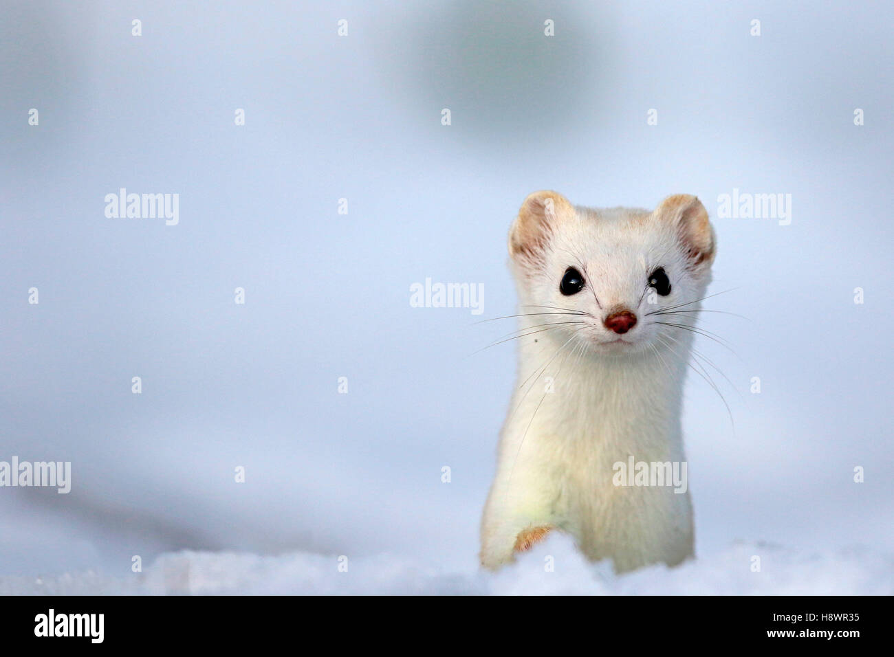 Portrait of Ermine ( Mustela erminea ) in white coat of winter on snow ...
