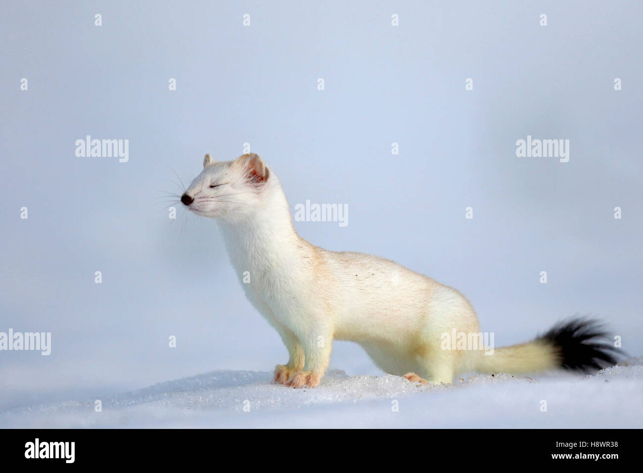 Ermine ( Mustela erminea ) in white coat of winter on snow, Prealps ...