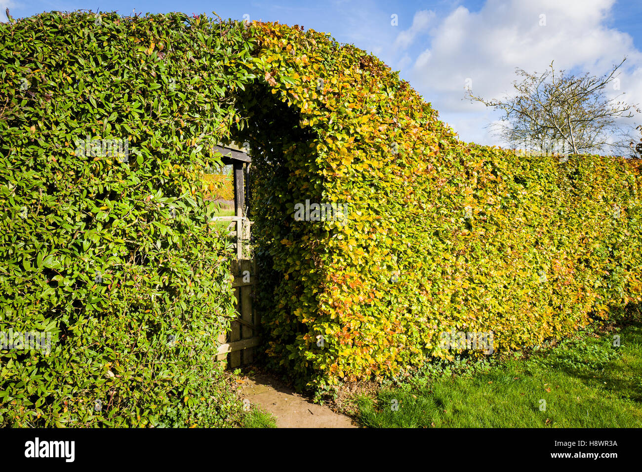A mixed evergreen hedge with beech providing a frame for a natural arch ...
