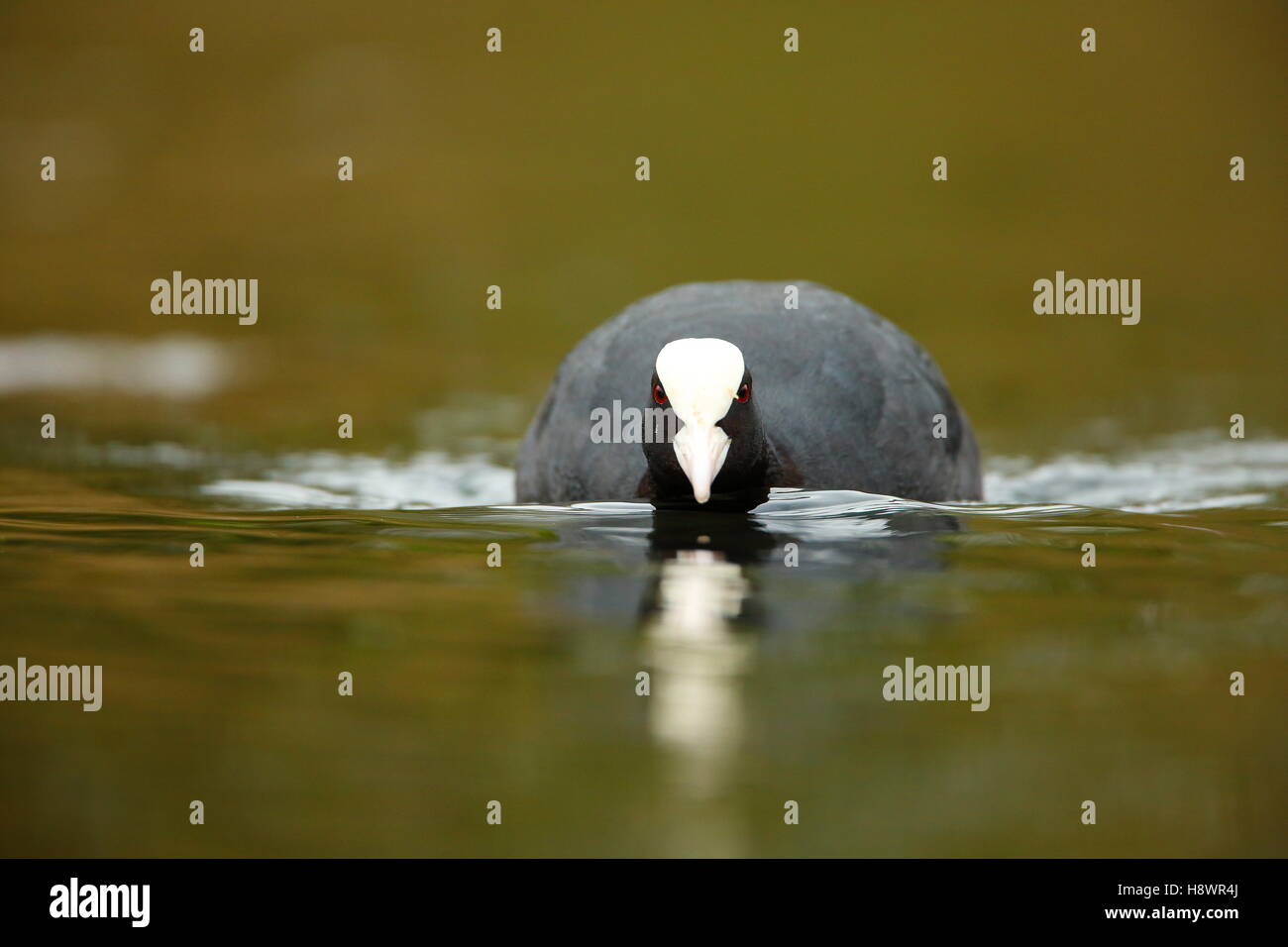 Coot (Fulica atra) on water - Alsace France Stock Photo - Alamy