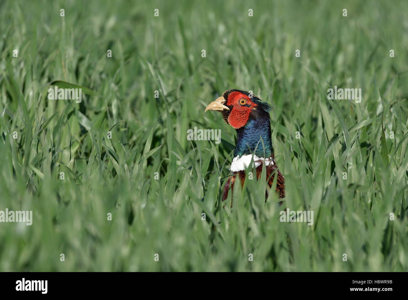 Ringed Pheasant (Phasianus colchicus) rooster in a meadow, Brognard ...