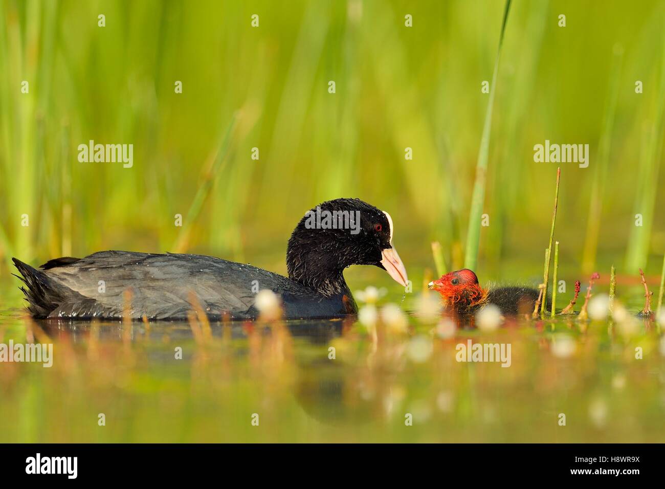 Coot (Fulica atra) feeding its young - Dombes, France Stock Photo - Alamy