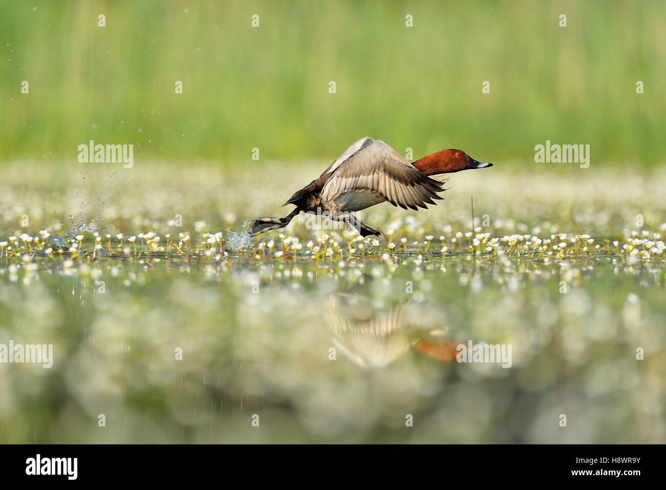 Canvasback Flying High Resolution Stock Photography and Images - Alamy