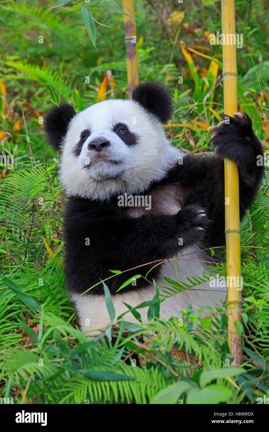 Giant Panda (Ailuropoda melanoleuca),captive, Chengdu Panda Base ...