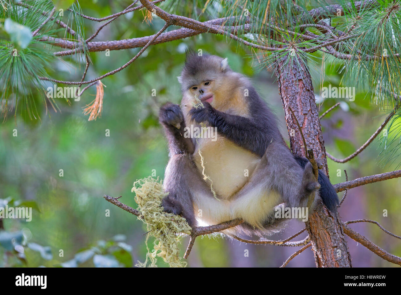 Yunnan Snub-nosed Monkey (Rhinopithecus bieti),eating lichen, Yunnan ...
