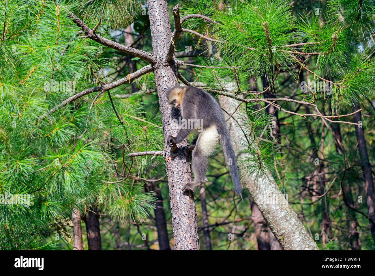 Yunnan Snub-nosed Monkey (Rhinopithecus bieti), Yunnan, China Stock ...