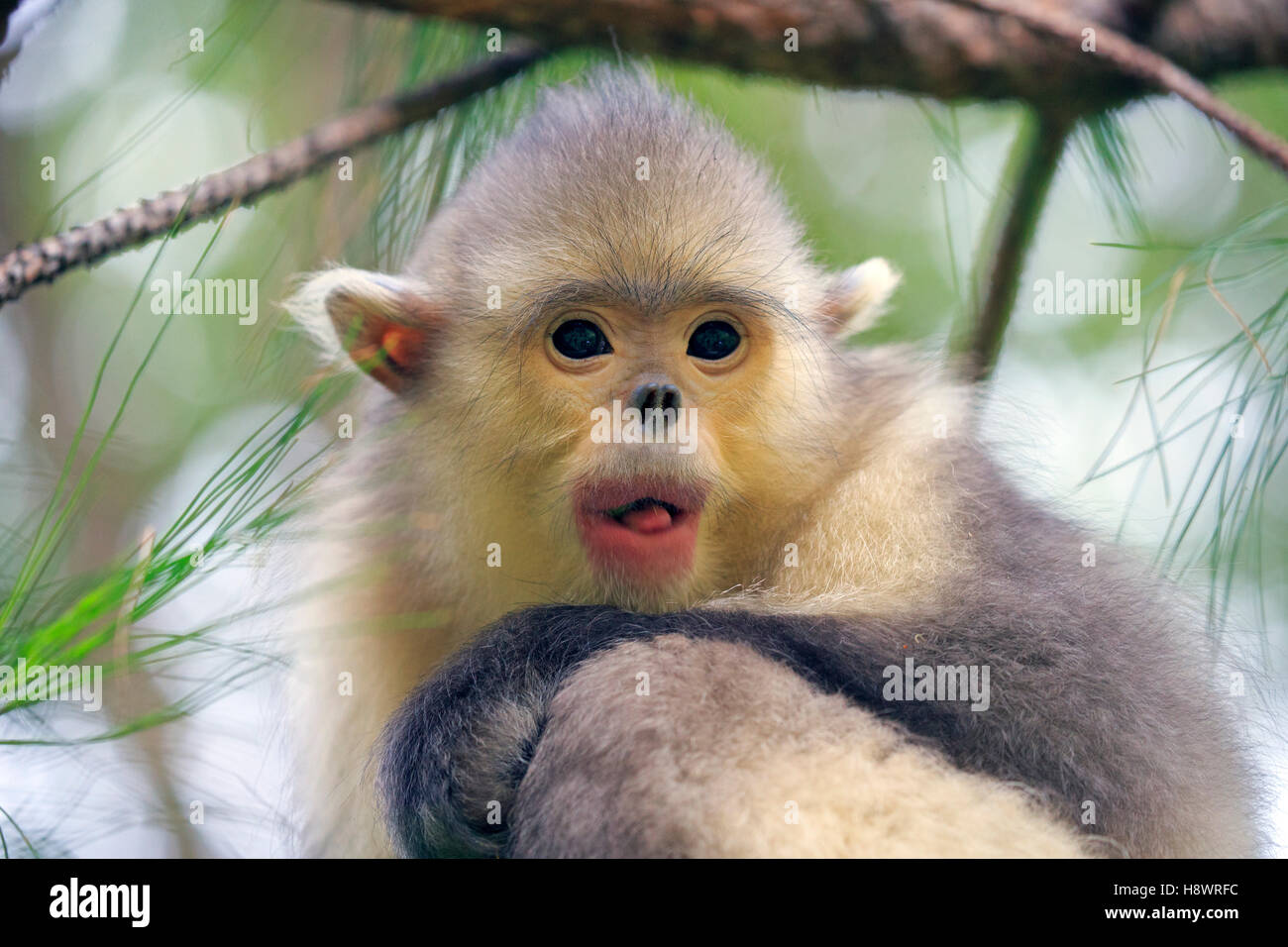 Yunnan Snub-nosed Monkey (Rhinopithecus bieti),young in a tree, Yunnan ...