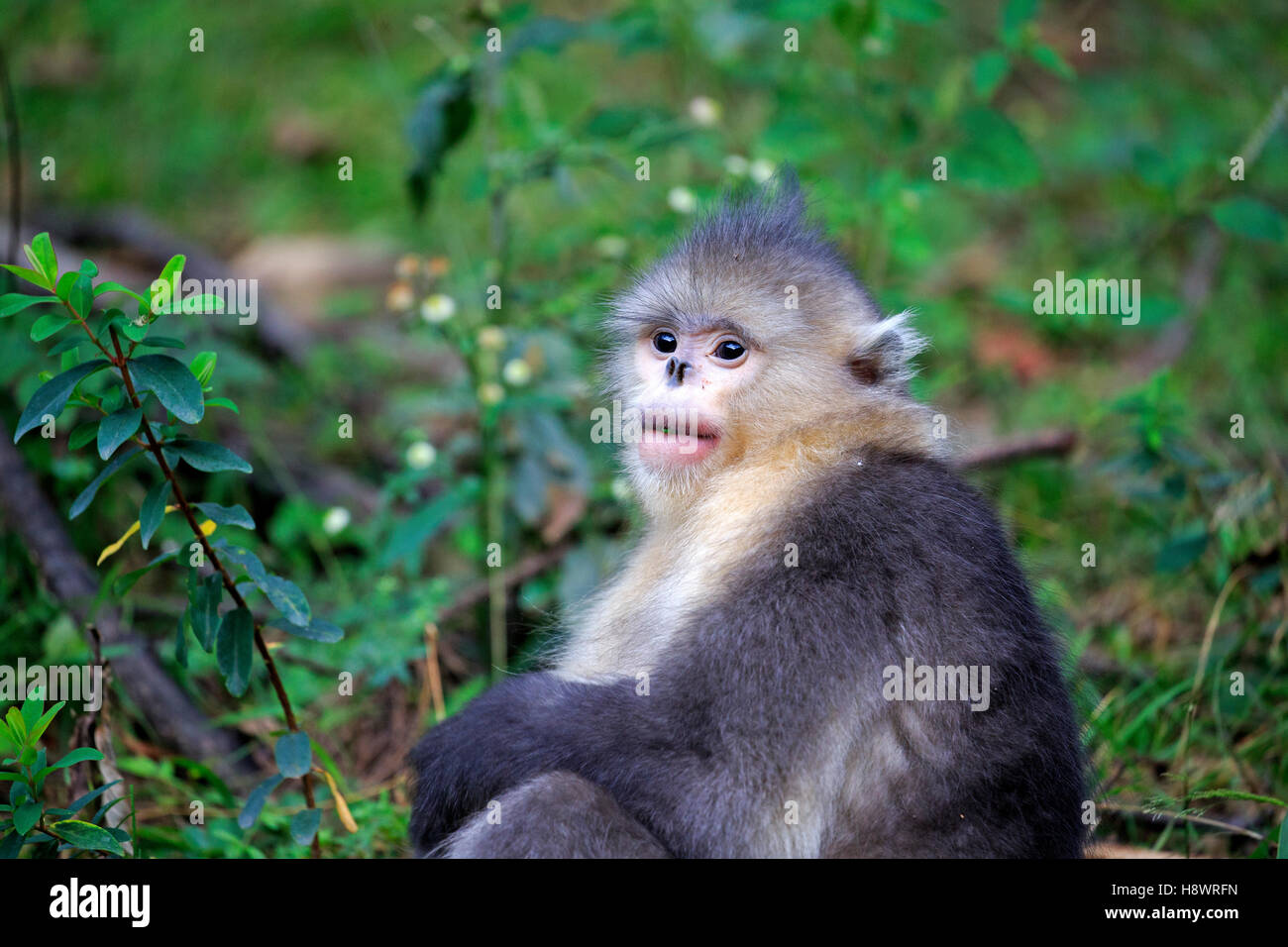 Yunnan Snub-nosed Monkey (Rhinopithecus bieti),young on the ground ...