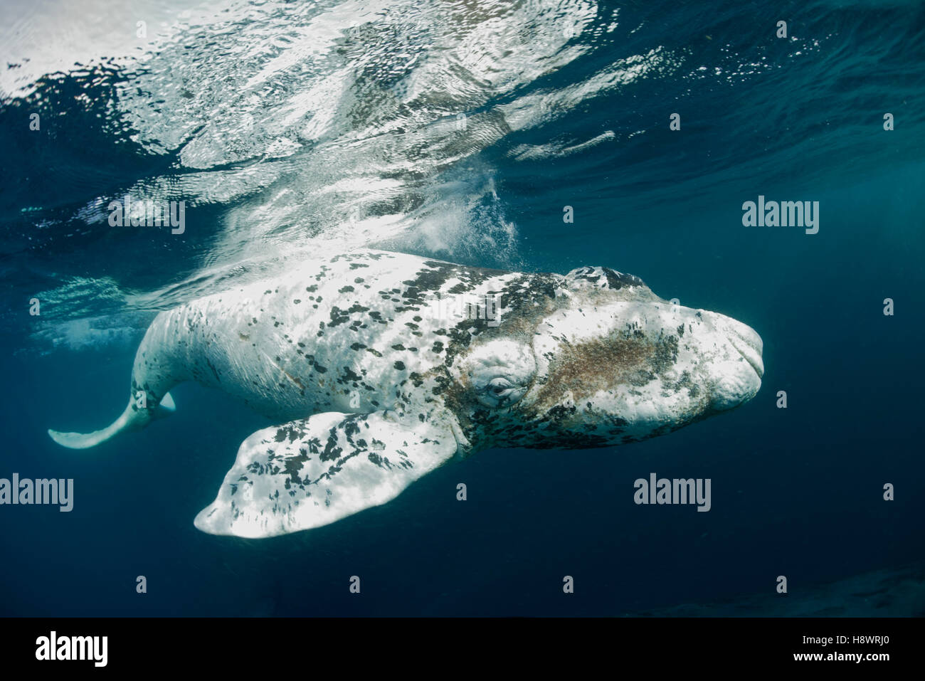 White southern right whale calf, Port St-Johns, South Africa Stock ...